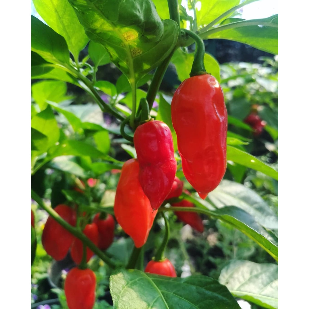 Jual Bibit buah Cabai gendot / cabe gendol / cabai habanero | Shopee ...