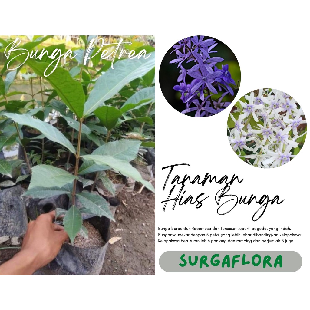 Jual Bunga Merambat Petrea - Bibit Tanaman Hias Merambat Bunga Petrea ...