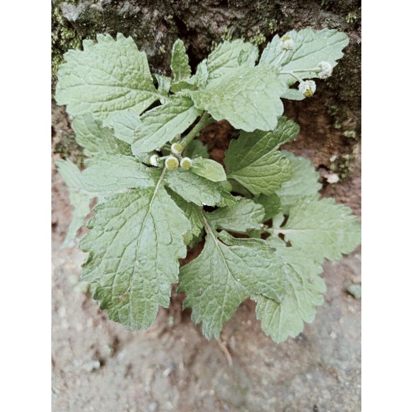 Jual jual daun seprah atau jukut mereiut per 100gram | Shopee Indonesia