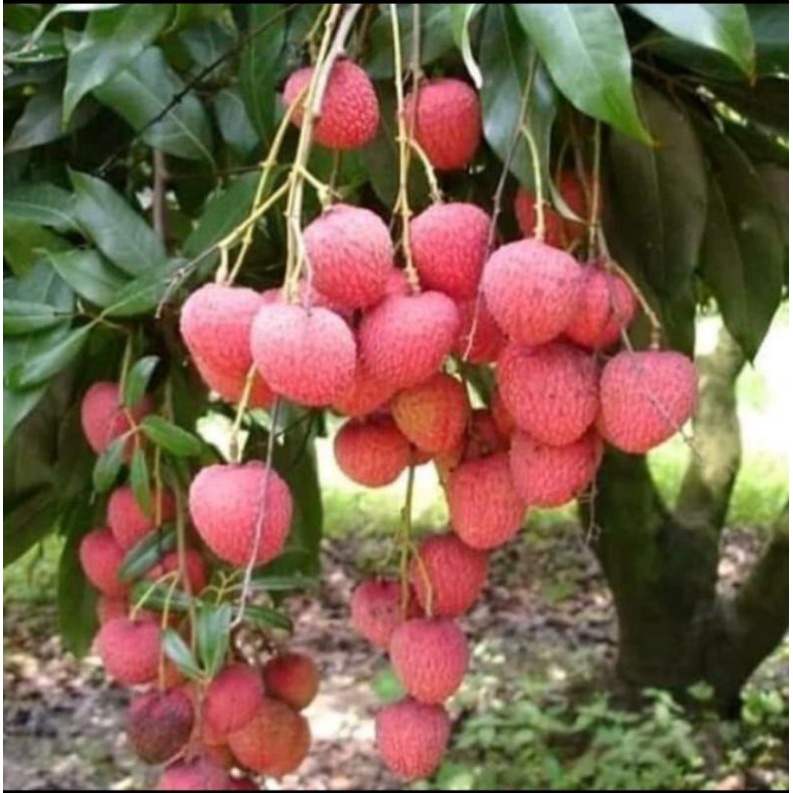 Jual Bibit Buah Leci Kom / Leci Com, Cepat Berbuah | Shopee Indonesia