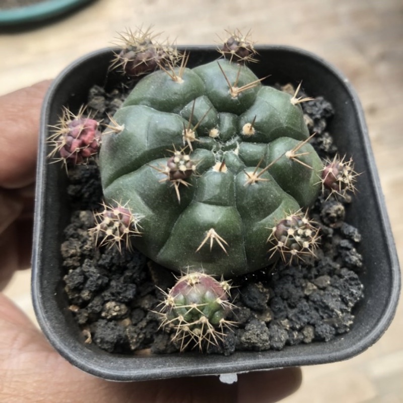 Jual Kaktus Gymno Damsii Hijau Cantik Mudah Beranak | Kaktus Tomat ...