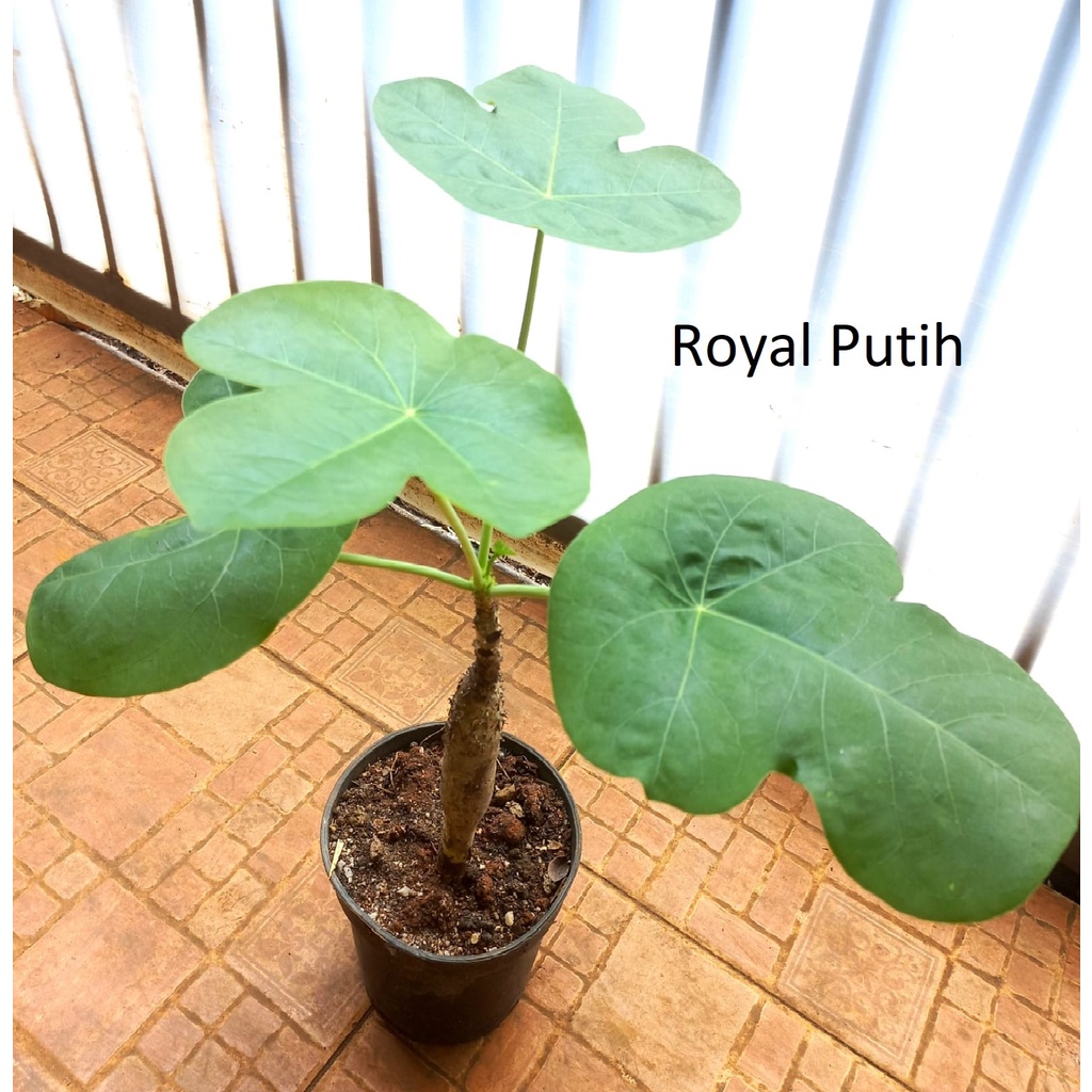 Jual TANAMAN JARAK BALI / JARAK BOTOL / BUDDHA BELLY | Shopee Indonesia