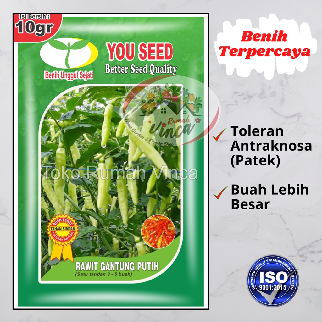 Jual BIBIT BENIH CABE RAWIT SETAN GANTUNG PUTIH 10g dari YOU SEED ...