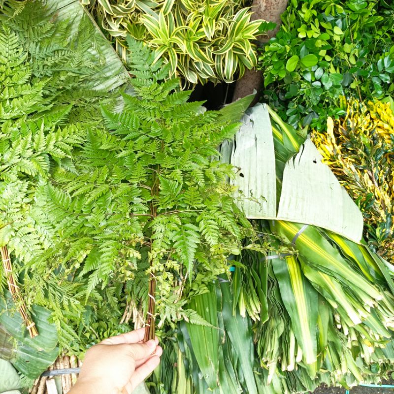 Jual Pakis Lokal atau pakis gunung ( daun potong segar jakarta ...