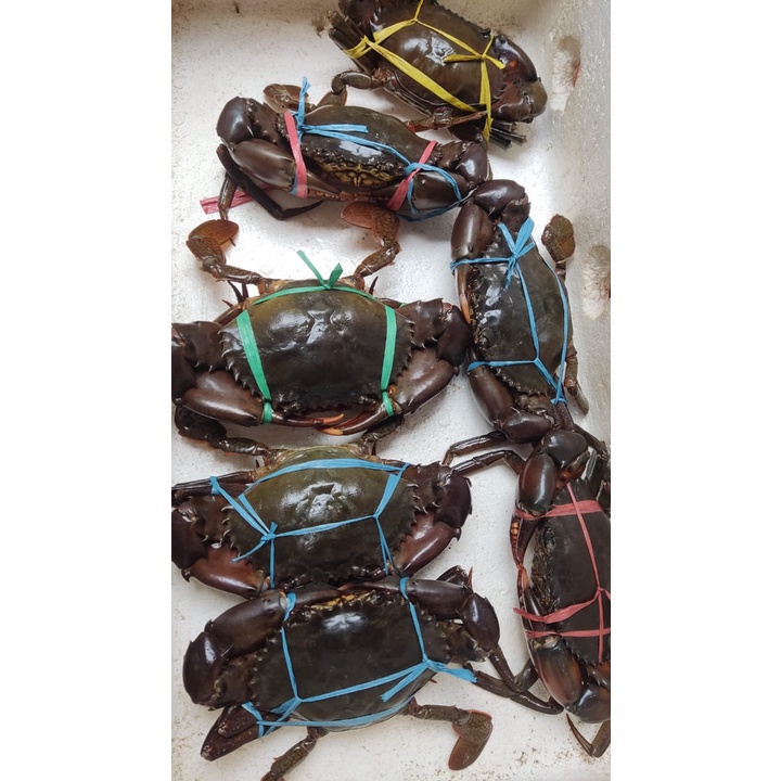 Jual Kepiting Jumbo Papua - 400gr+ | Shopee Indonesia