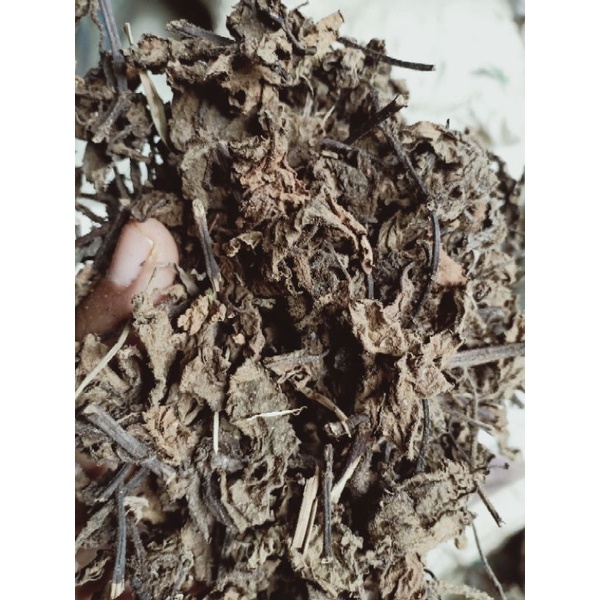 Jual daun janggelan/cincau hitam 1kg | Shopee Indonesia
