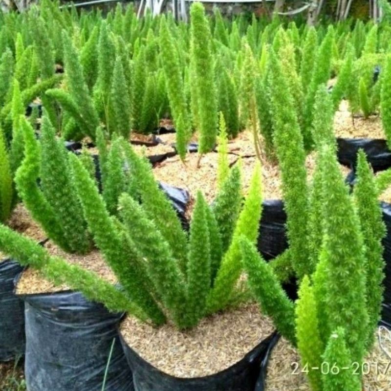 Jual mp ( BISA COD ) PROMO! Tanaman Hias Cemara Ekor Tupay Dewasa ...