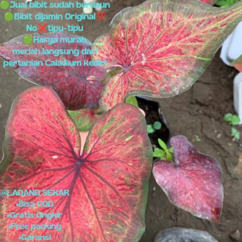 Jual tanaman hias bunga caladium hybrite 39 | Shopee Indonesia