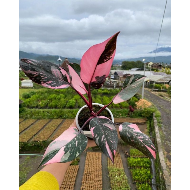 Jual Philodendron Congo Pink Princess / Tanaman Hias Philo / Philo ...