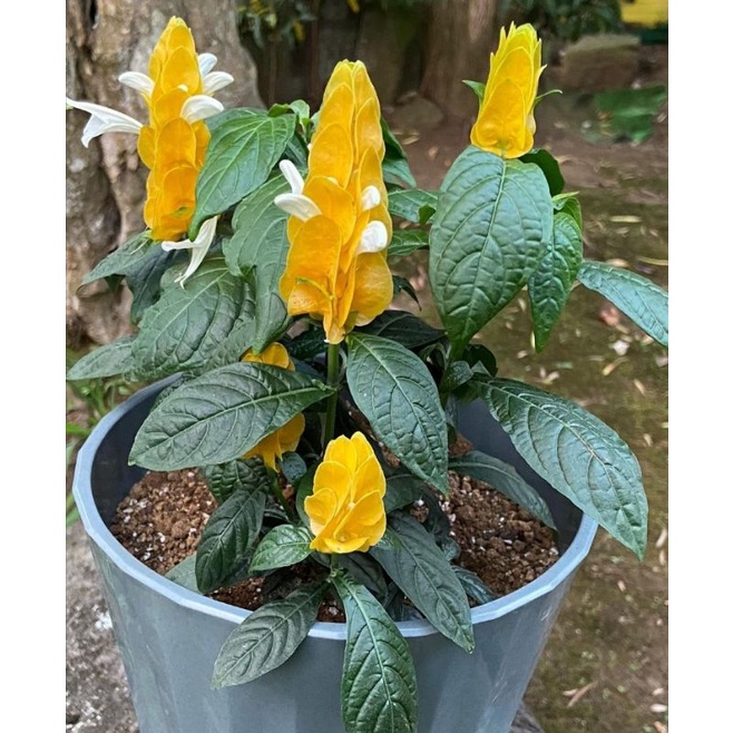 Jual BUNGA LILIN KUNING / BUNGA LOLIPOP / PACHYSTACHYS LUTEA | Shopee ...