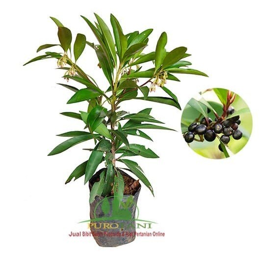 Jual Pohon bibit Lempeni | Shopee Indonesia