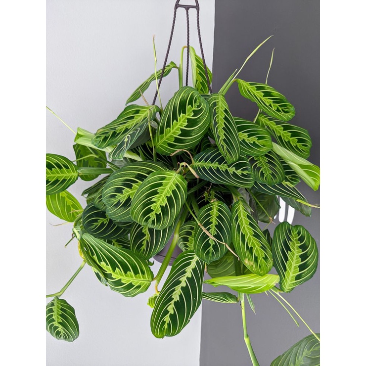 Jual tanaman hias maranta player plant lemon lime | Shopee Indonesia