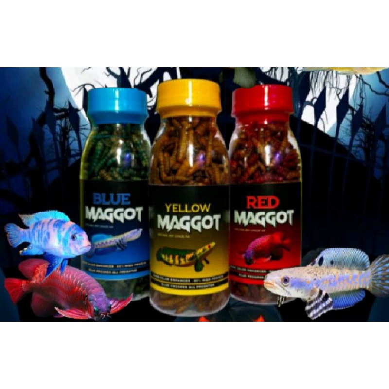 Jual MAGOT All VARiAN WARNA/PAKAN IKAN PREDATOR | Shopee Indonesia
