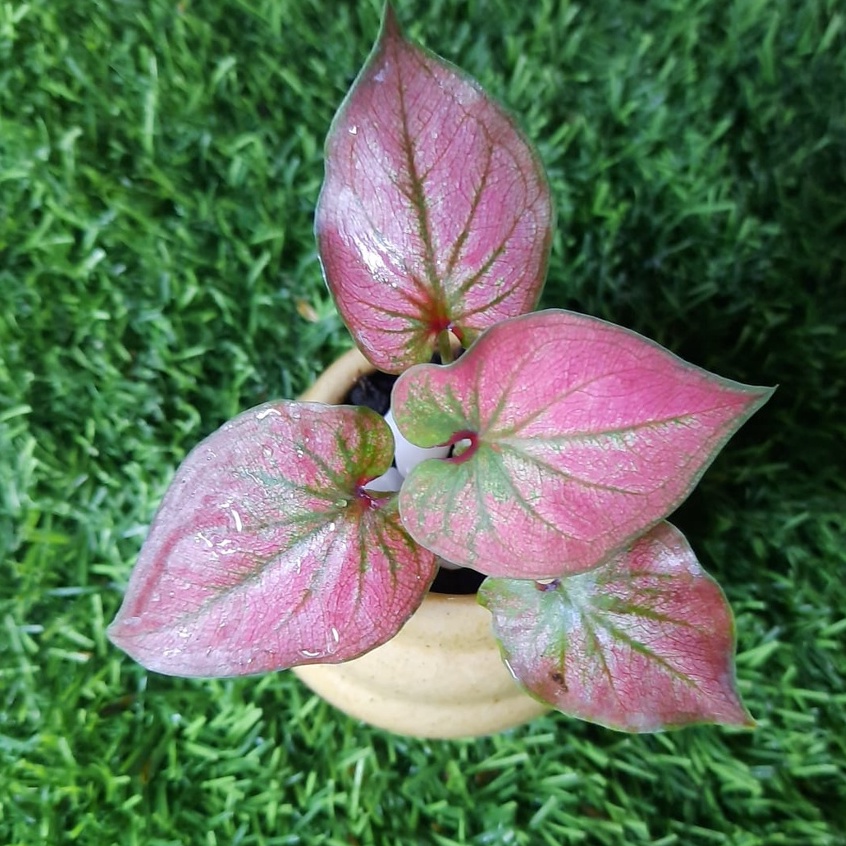 Jual Caladium infinity / bunga caladium infinity / Tanaman Hias Hidup ...