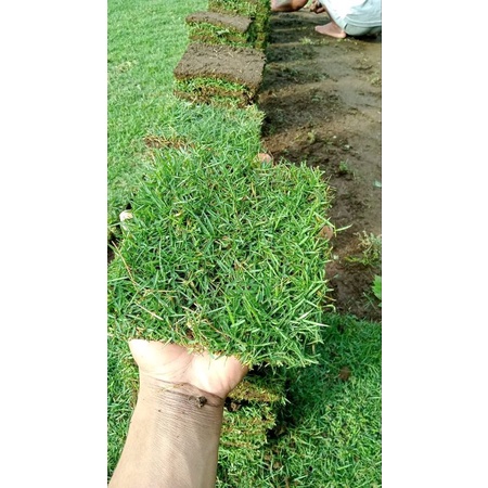 Jual rumput Jepang/Peking hias hidup | Shopee Indonesia