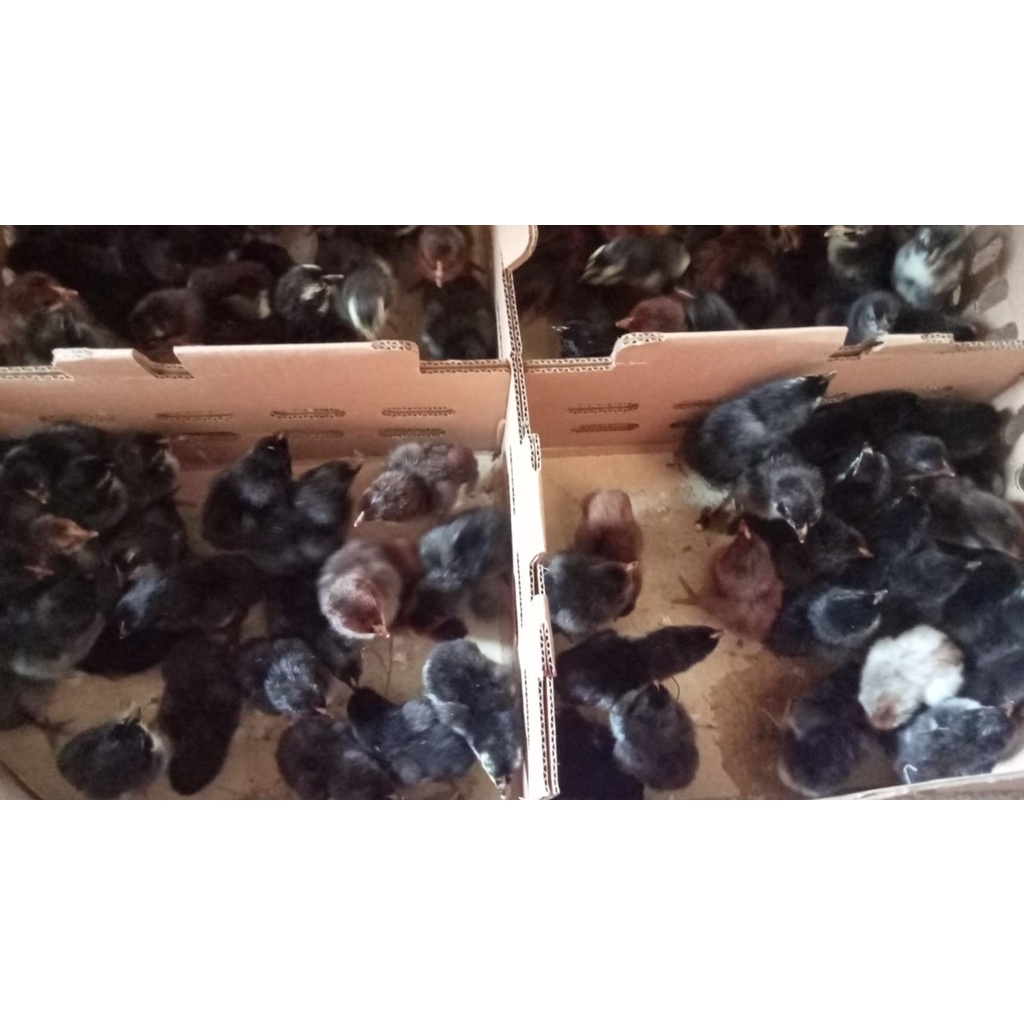 Jual Jual DOC AKA Modif Untuk Wilayah Jawa dan sekitarnya | Shopee ...