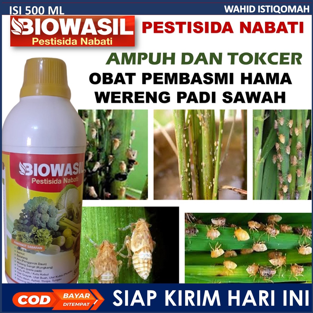 Jual (PUPUK AMPUH) PESTISIDA BIOWASIL OBAT HAMA PADI BERKUALITAS ...