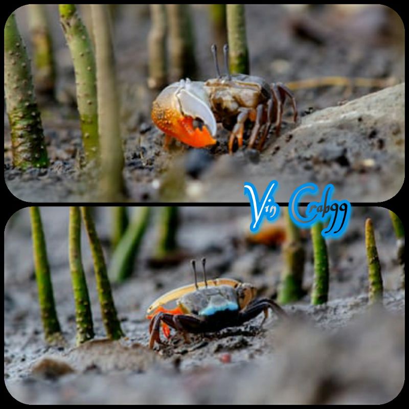 Jual Kepiting Mini Tawar (Fiddler Crab) | Shopee Indonesia