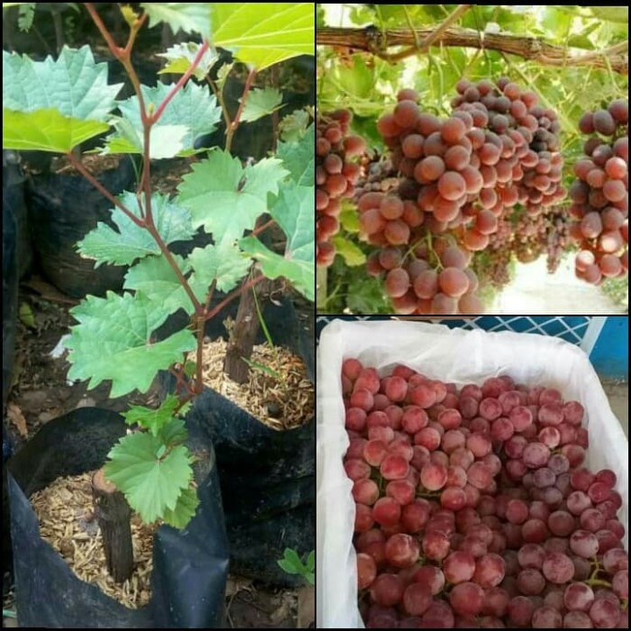 Jual Bibit Tanaman Anggur Merah Pohon Anggur Merah BB66 | Shopee Indonesia