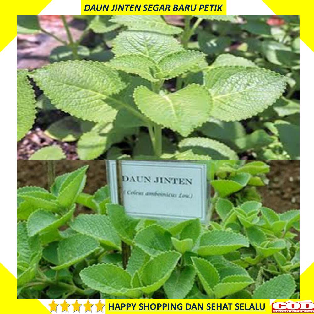 Jual Daun Jinten Segar 100 Gram | Shopee Indonesia