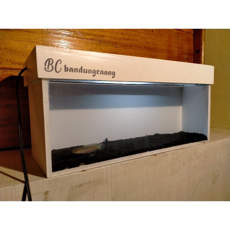 Jual soliter baby chana 3-15 cm/size 30x14x14/aquarium khusus baby ...