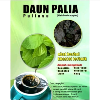 Jual daun paliasa Harga Terbaik & Termurah Juni 2024 | Shopee Indonesia