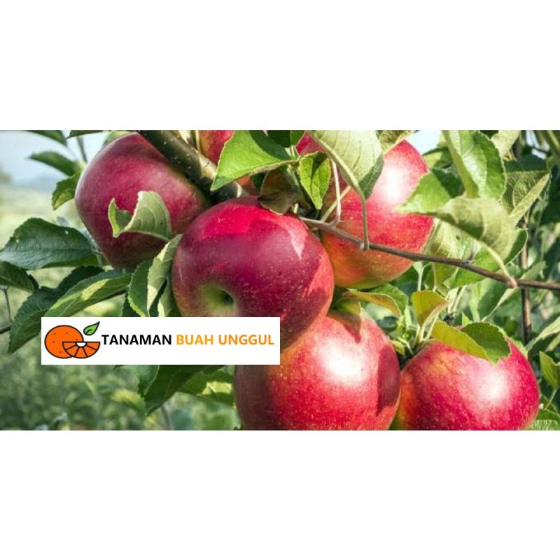 Jual Bibit Apel Malang Red Rome Beauty Asli Okulasi | Shopee Indonesia