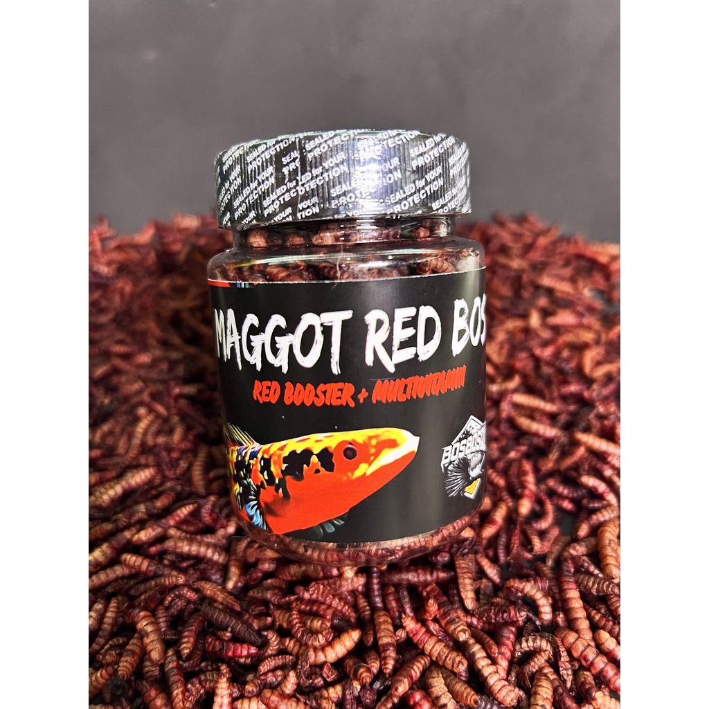Jual MAGGOT RED (MERAH) @BOS BOS QU GRADE A+ FREE STIKER ( NEW FORMULA ...