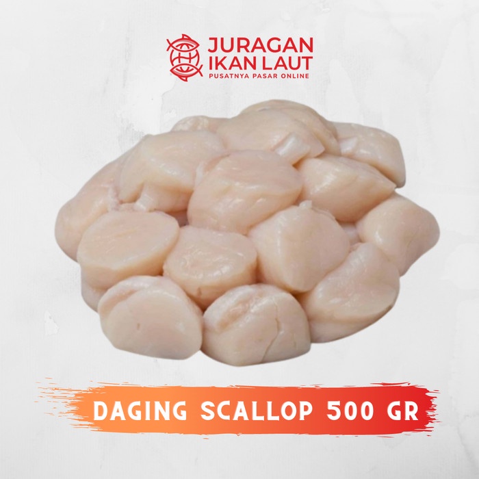 Jual Daging Scallop Kerang Kampak Segar Berkualitas - 500 Gram | Shopee ...