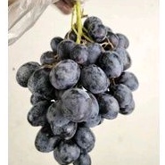 Jual Anggur Black | anggur hitam | anggur hitam manis | buah anggur ...