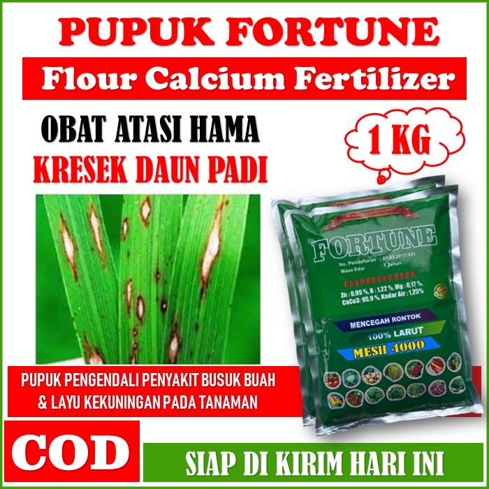 Jual PROMO Obat Kresek Daun Padi FORTUNE 1 Kg - Pupuk Kalsium FORTUNE ...