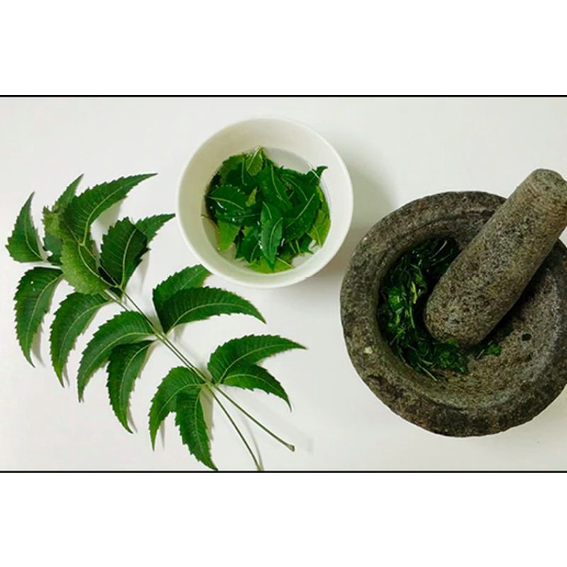 Jual Fresh Daun mimba herbal siap pakai 1kg | Shopee Indonesia
