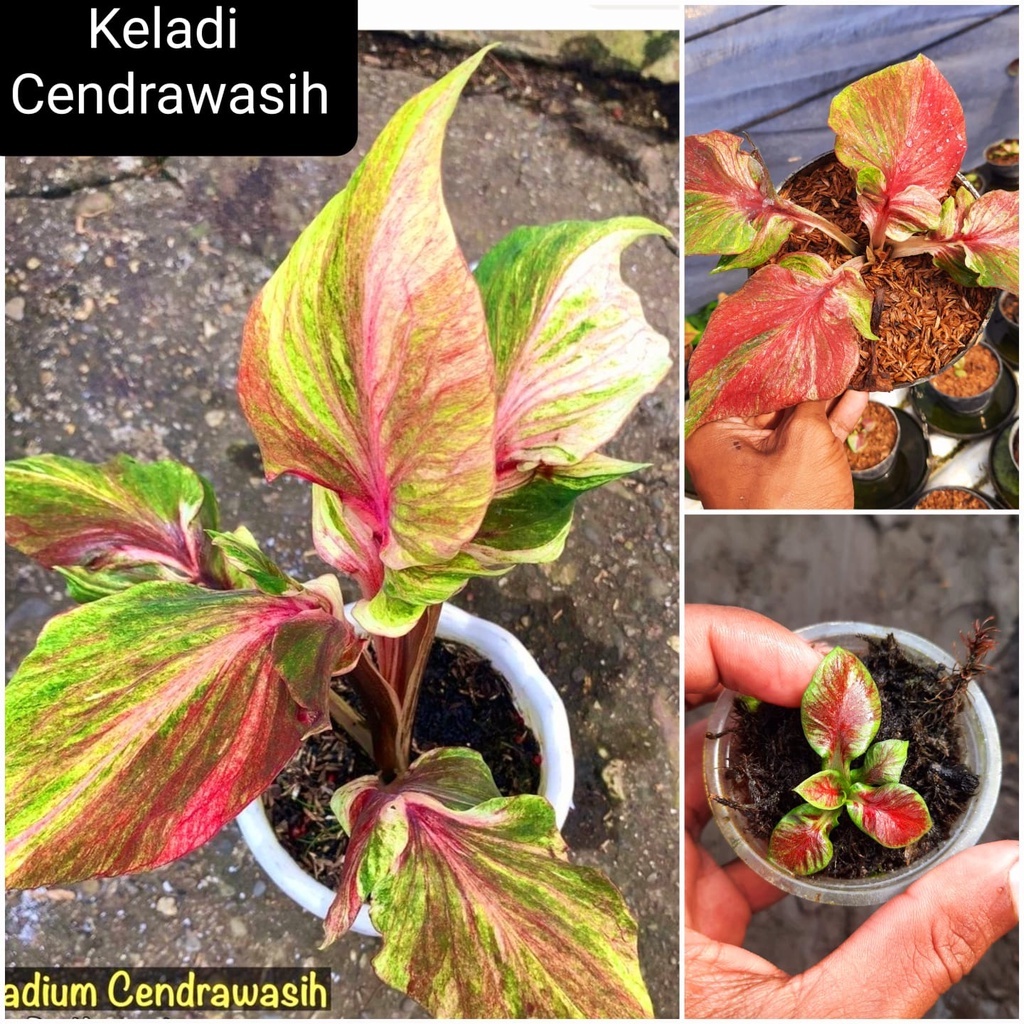 Jual Caladium cenderawasih / bunga caladium cenderawasih/ Tanaman Hias ...