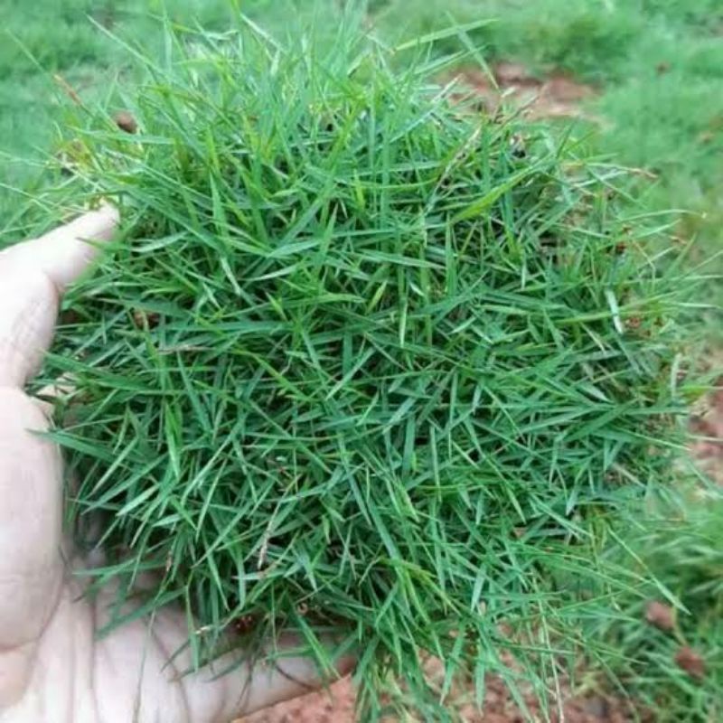 Jual rumput jepang hidup rumput taman rumput jepang hidup asli | Shopee ...