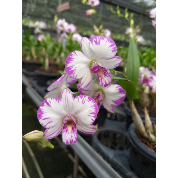 Jual Anggrek Dendrobium Enobi Splash, Dendrobium Enobi Purple ...