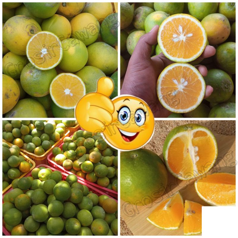 Jual Jeruk baby Java malang murah manis grade super jeruk MPASI jeruk ...