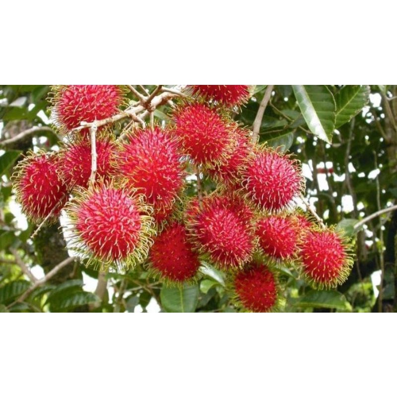 Jual Rambutan Super Merah Manis Pilihan 1kg | Shopee Indonesia