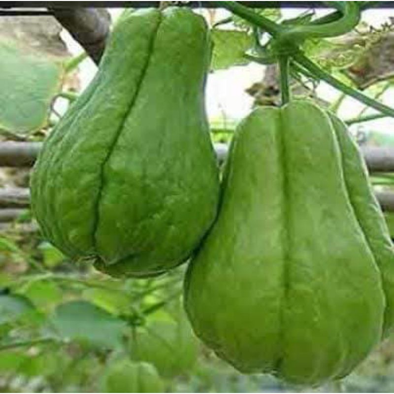 Jual buah waluh siem segar 500 gram | Shopee Indonesia
