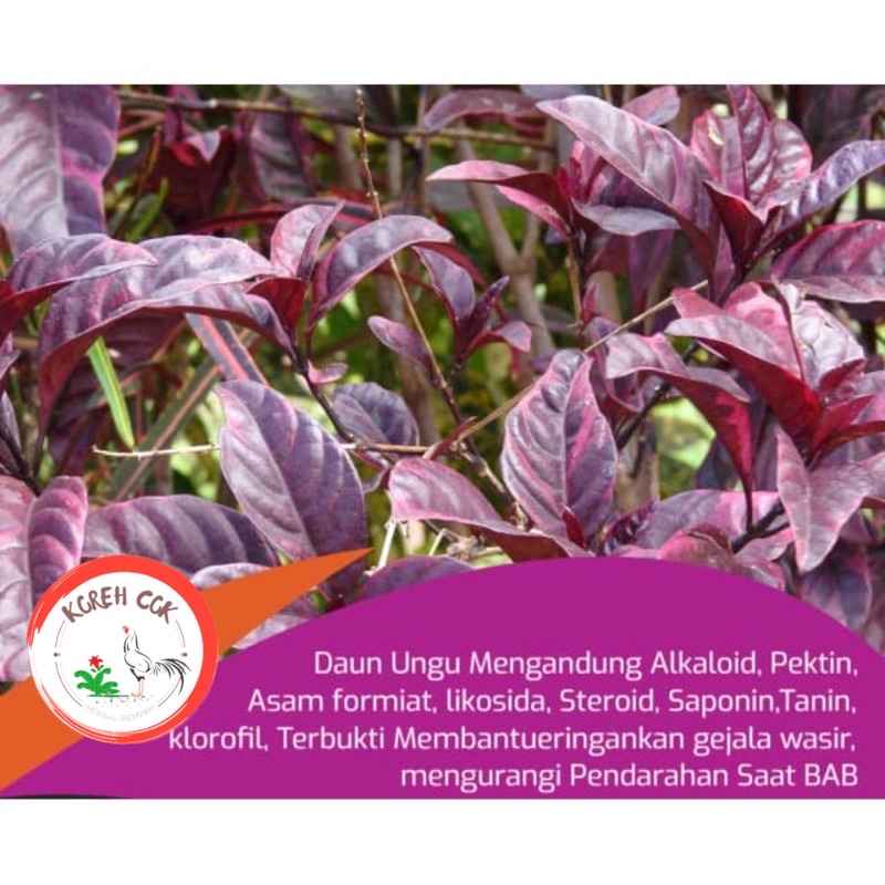 Jual Daun Handeleum Handeuleum Daun Ungu Obat Wasir Ambeien Ambeyen ...