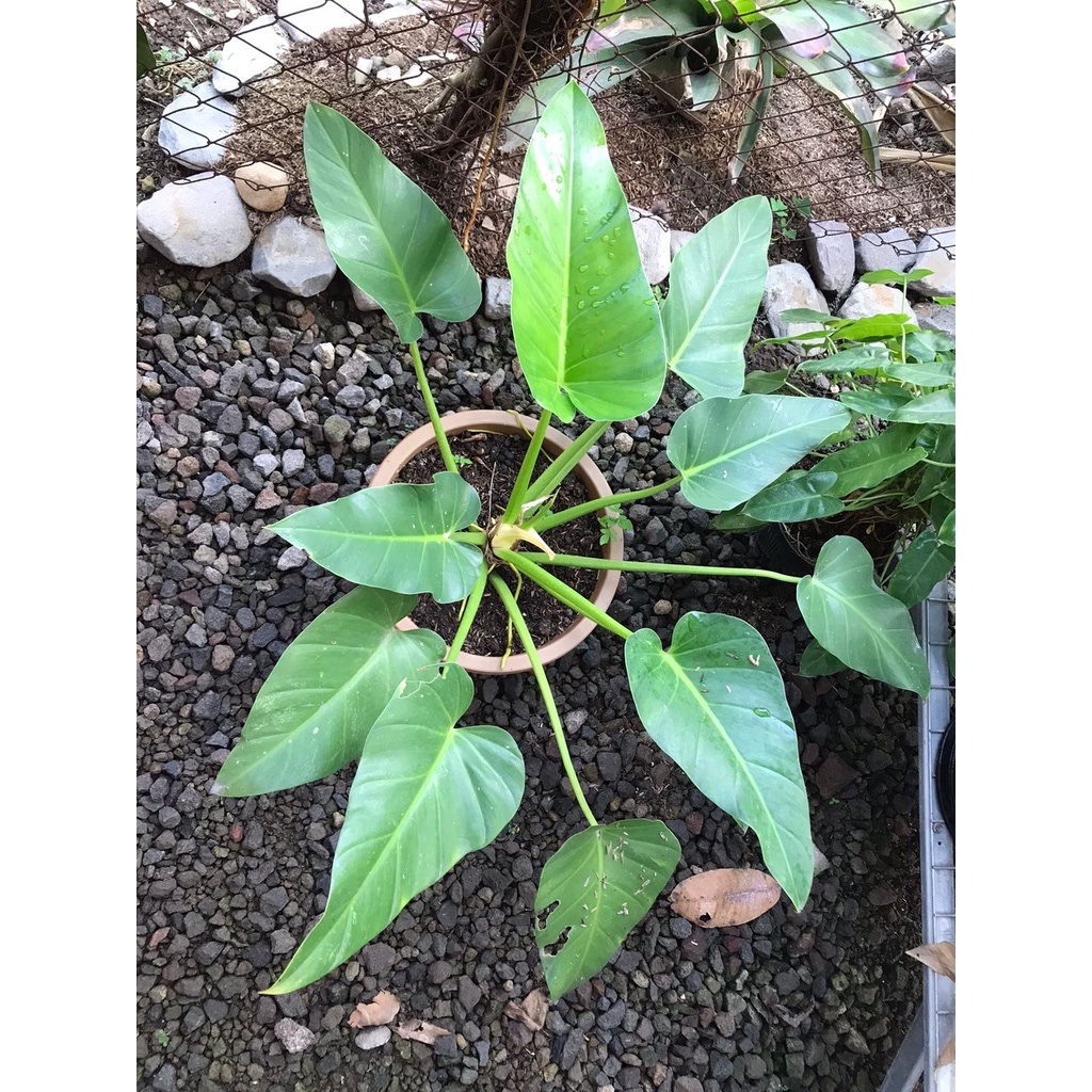 Jual BIFLORA - Tanaman Hias Philodendron Giganteum / Philo Marble ...
