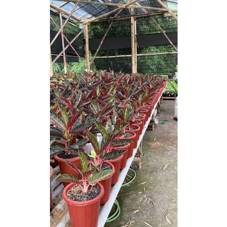 Jual Aglaonema Red Sumatra / Pride of Sumatera/ POS GARANSI ORIGINAL ...