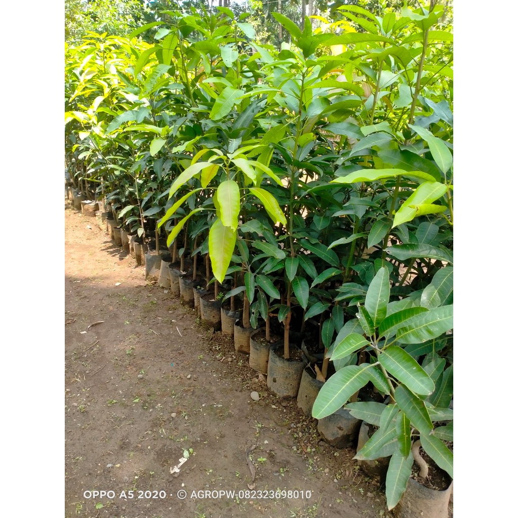 Jual Bibit Tanaman Mangga Budi Raja- Mangga Raja - Ukuran Buah Jumbo ...