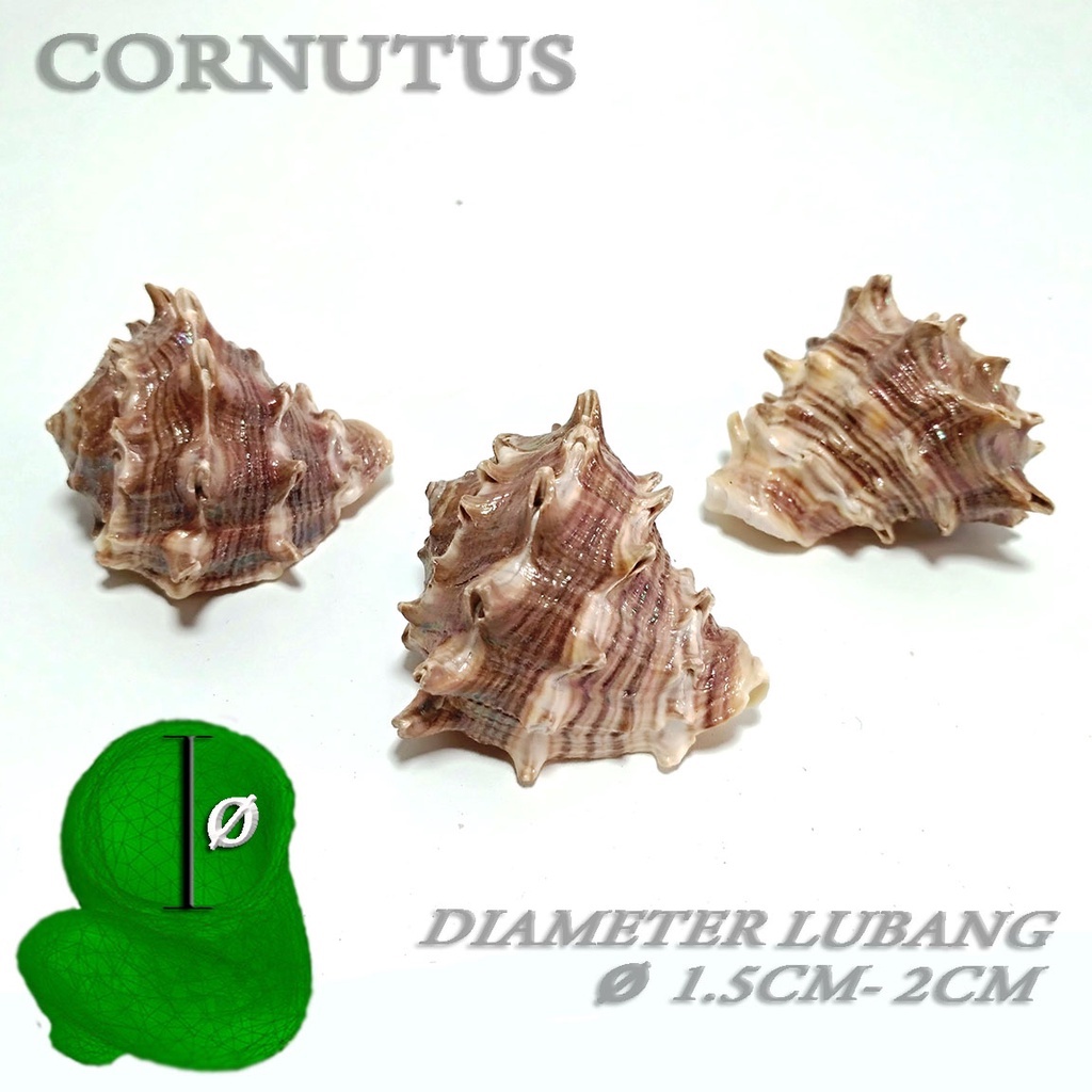 Jual Cornutus natural shell cangkang asli kelomang hermit crab murah ...