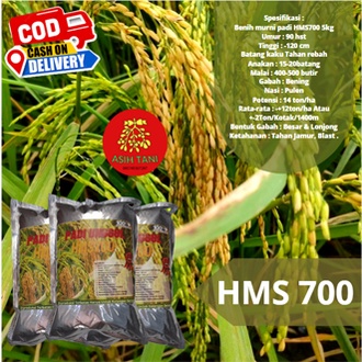 Jual Benih Padi Unggul HMS700 / Bibit Padi Unggul HMS700 1kg | Shopee Indonesia