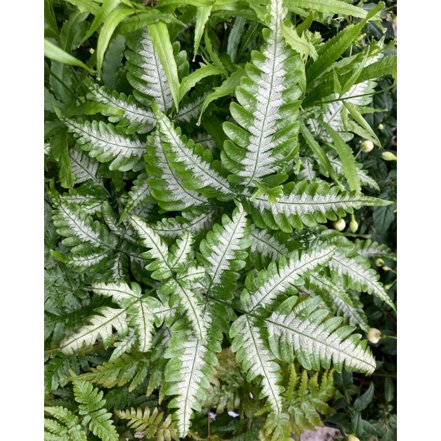 Jual Tanaman Hias Pakis Kelabang Putih / pakis paku silver / Pteris ...