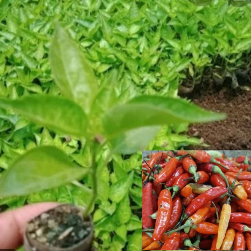 Jual PAKET BIBIT CABAI RAWIT(cengek Domba) 15POHON | Shopee Indonesia