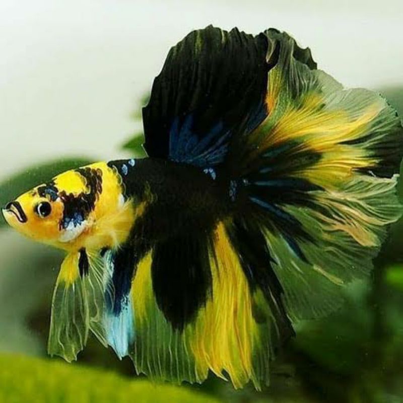 Jual Ikan Hias Cupang Hm Halfmoon Rosetail Ngedok Mekar Lebar ...