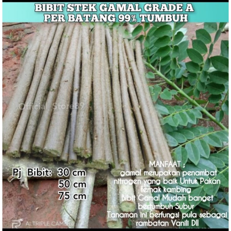 Jual Ready Bibit pohon gamal Per Batang untuk rambat vanili/lada ...