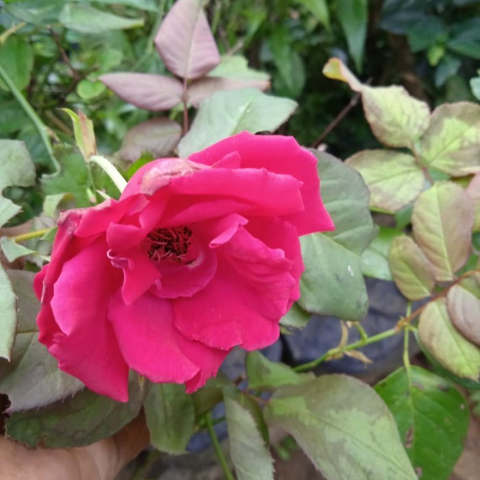 Jual batang stek bunga mawar warna merah perbatang | Shopee Indonesia