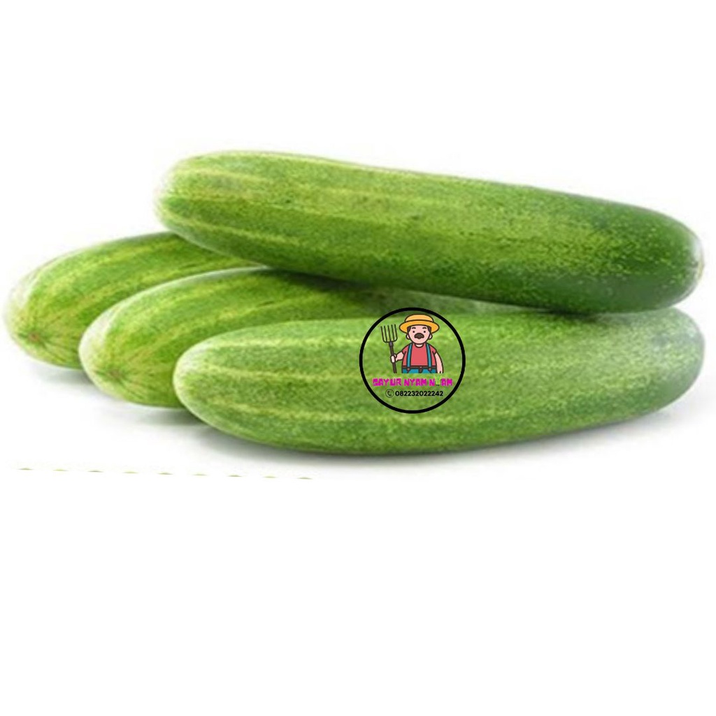 Jual sayur timun kecil atau timun baby harga per Kg | Shopee Indonesia